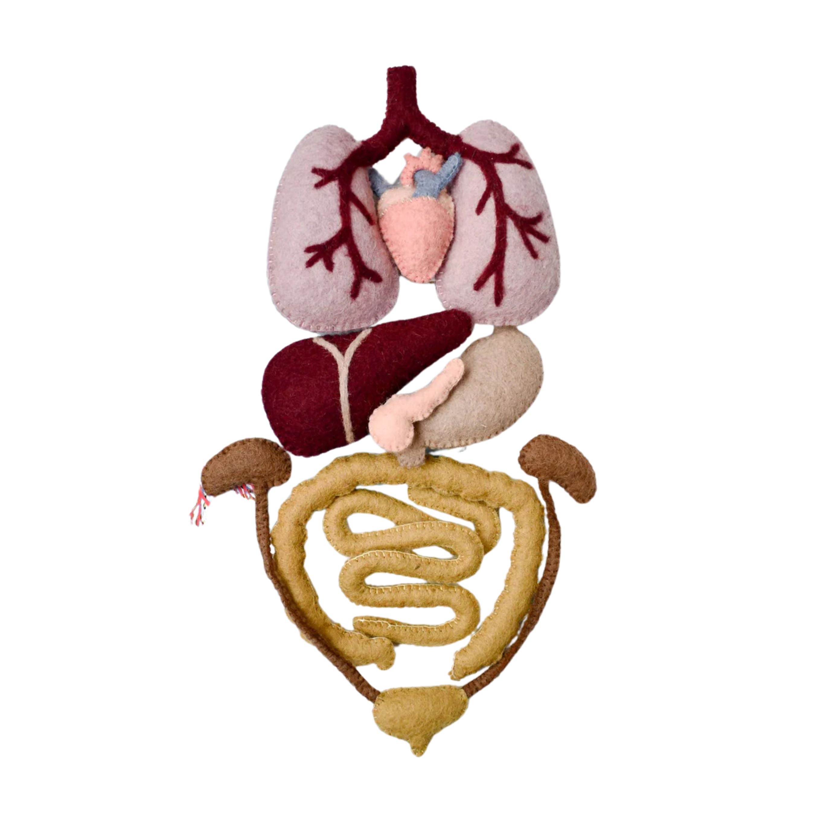 Tara Treasures Felt Anatomy Play Set | The Playful Peacock
