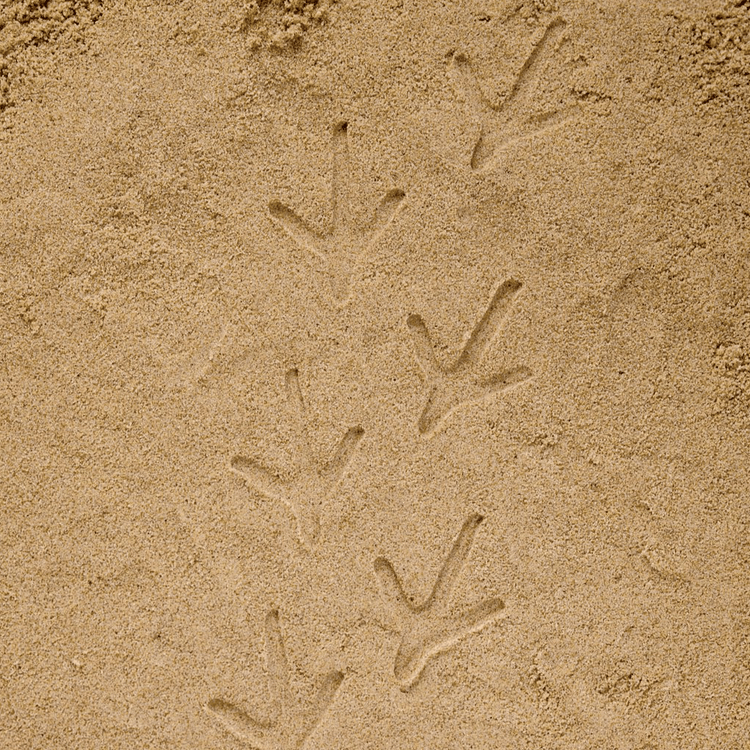 Yellow Door Farm Animal Footprints Sensory Stones | Playful Peacock ...