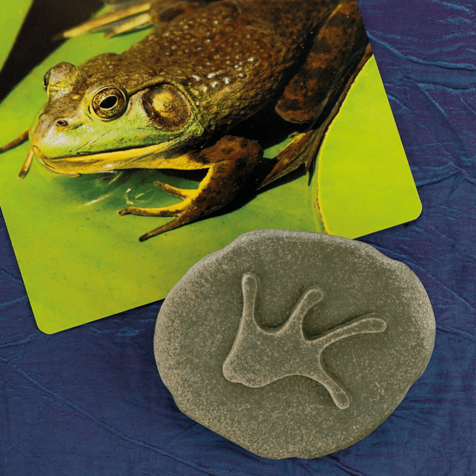 Let's Investigate Footprints Sensory Stones (Woodland) – The Playful ...